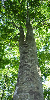 森林の見える木材ガイド｜樹種詳細 ブナ